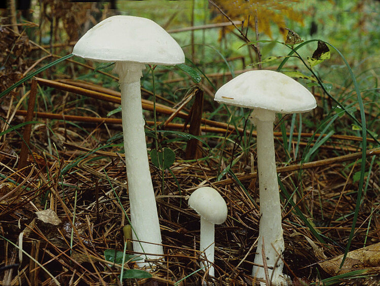 CÁCH NHẬN BIẾT MỘT SỐ NẤM ĐỘC PHỔ BIẾN